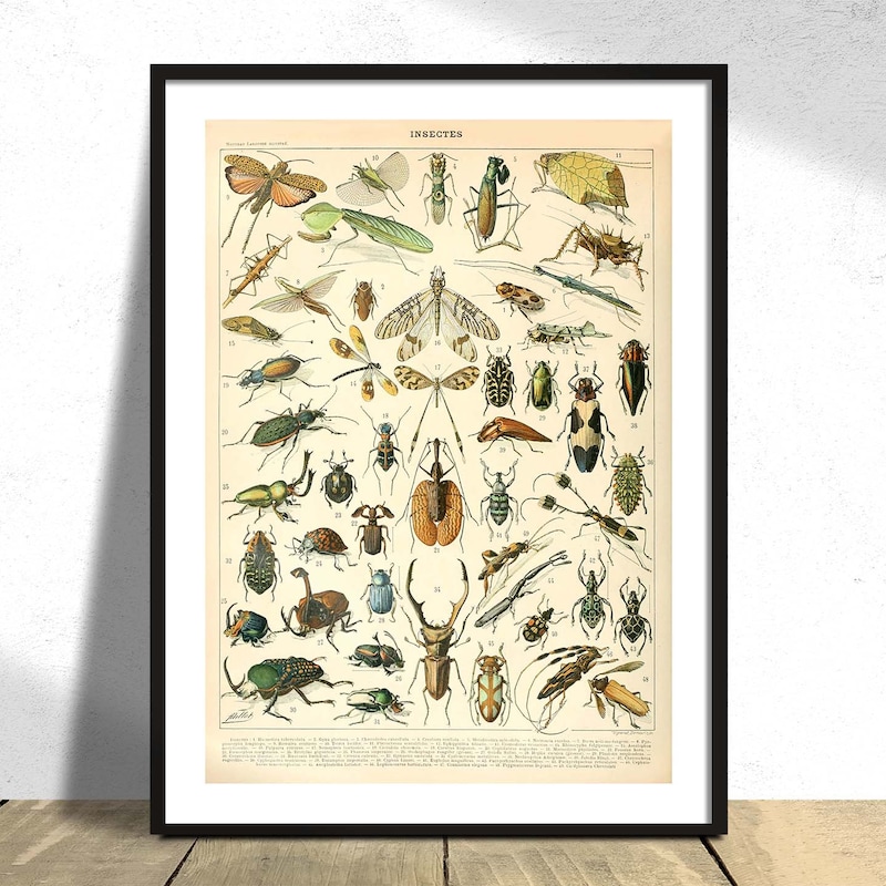 Insect Poster - Etsy