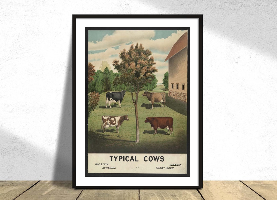Typical Cows | Vintage Cow Decor, Cattle Poster, Animal Decor ...