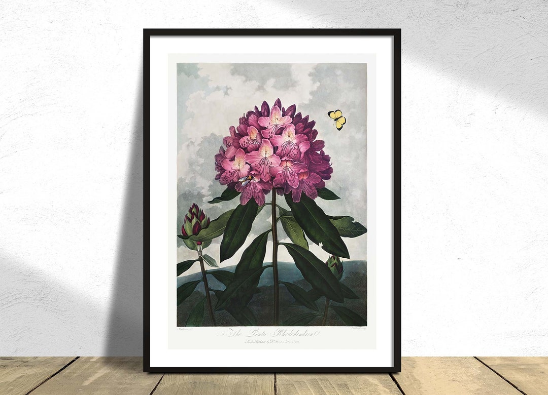 The Pontic Rhododendron From the Temple of Flora - Robert John Thornton ...