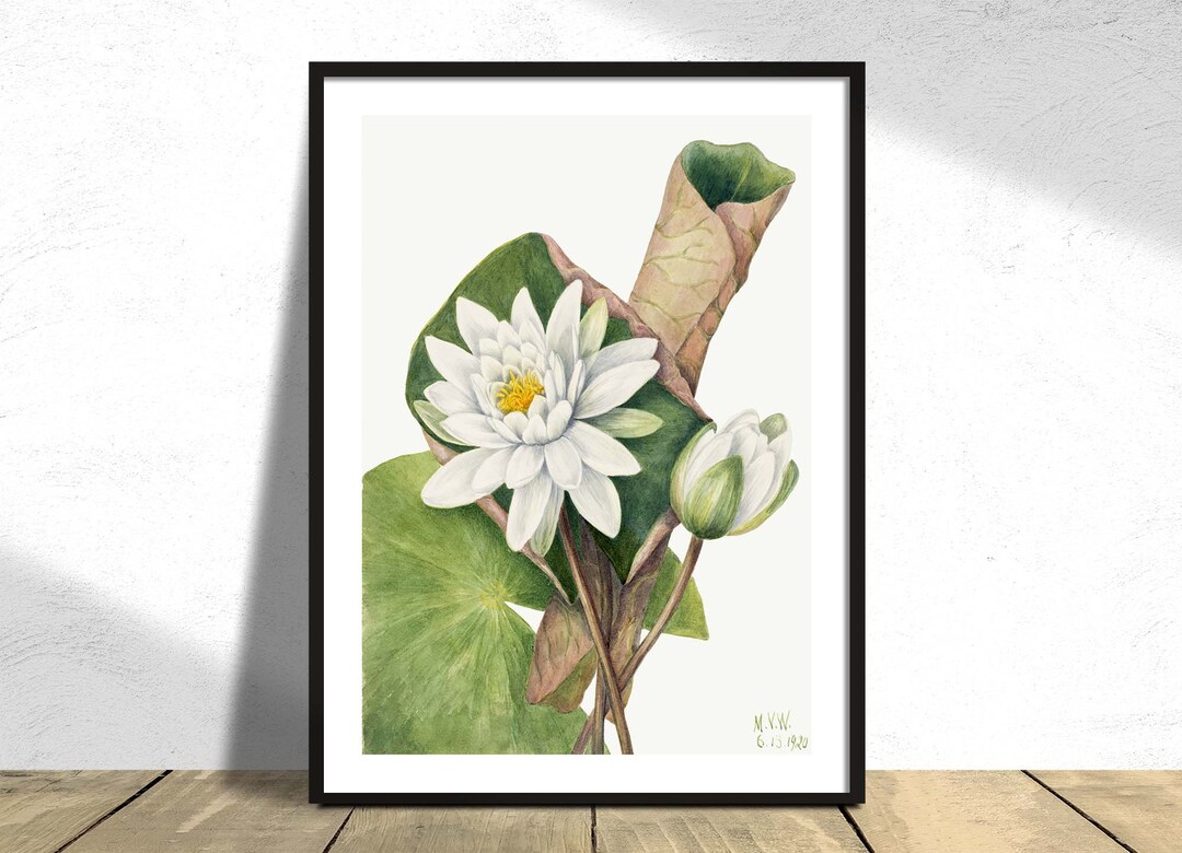 American Waterlily (castalia Odorata) - Mary Vaux Walcott | Vintage ...