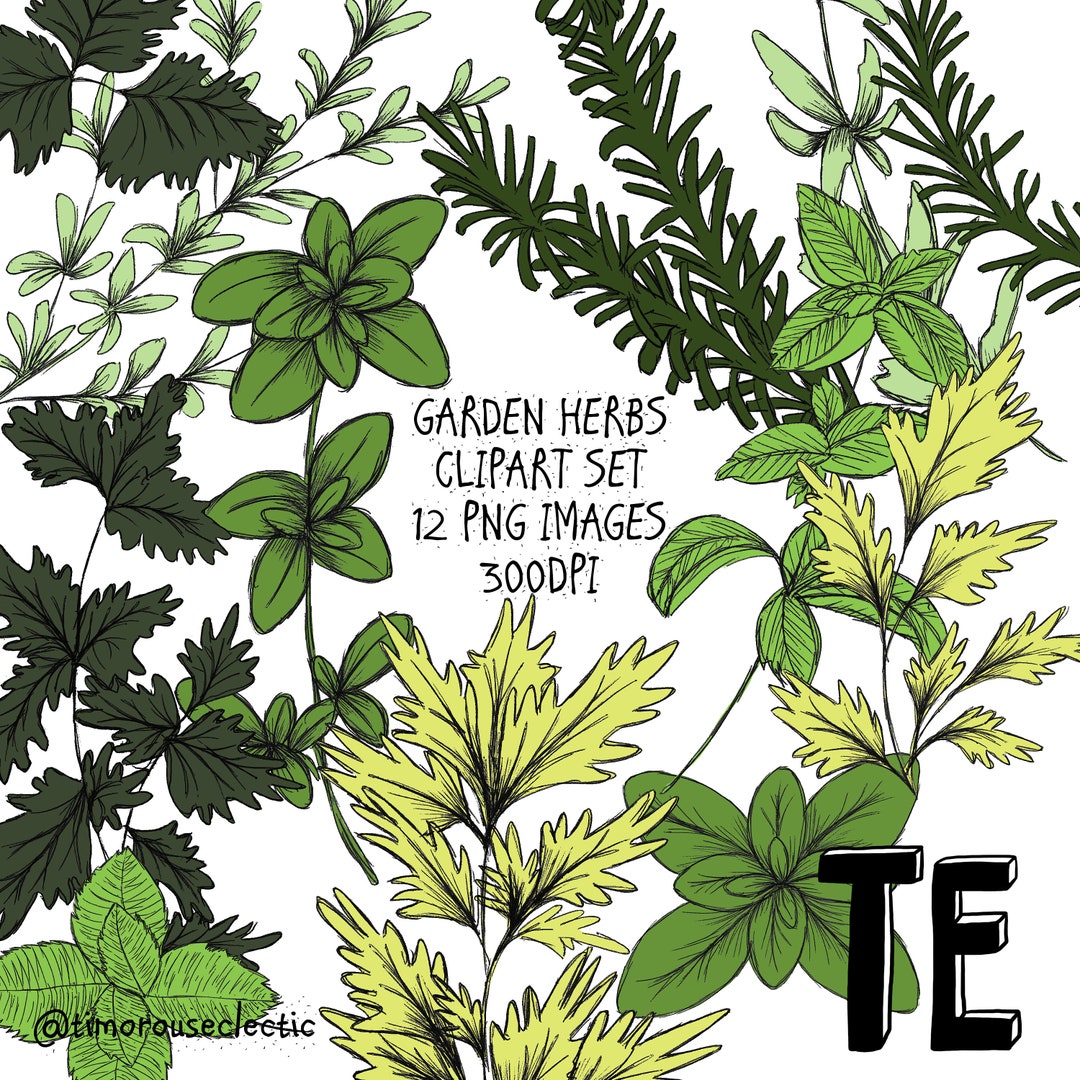 Garden Herbs Clipart 12 Botanical PNG Images Hand Drawn - Etsy