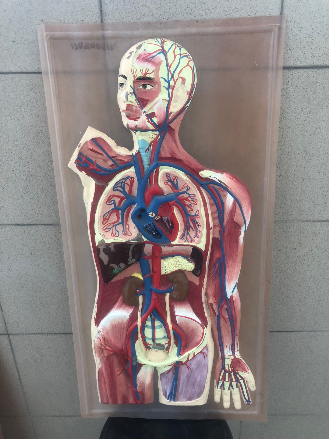 Vintage Anatomy Panel Teaching Aid for School Human Anatomy Plastic ...