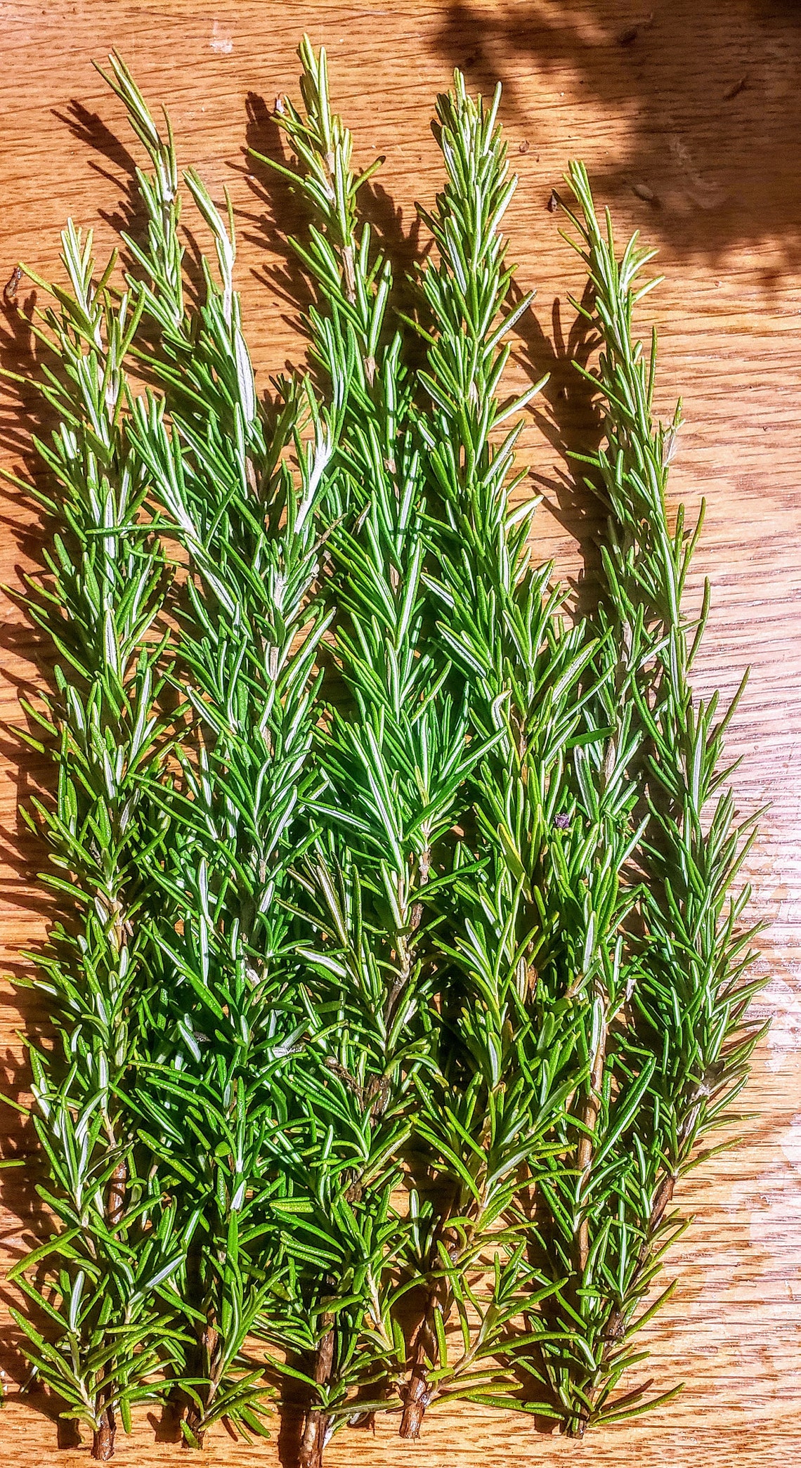 Fresh Organic Rosemary Sprigs 5 100 by the Stem or Bulk | Etsy