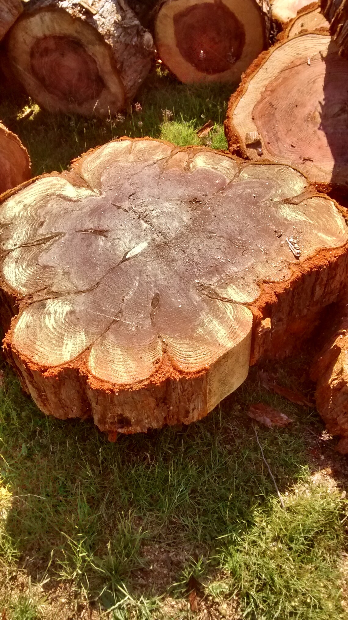 Sequoia Rounds Unfinished or Finished, Wood Burl............ - Etsy
