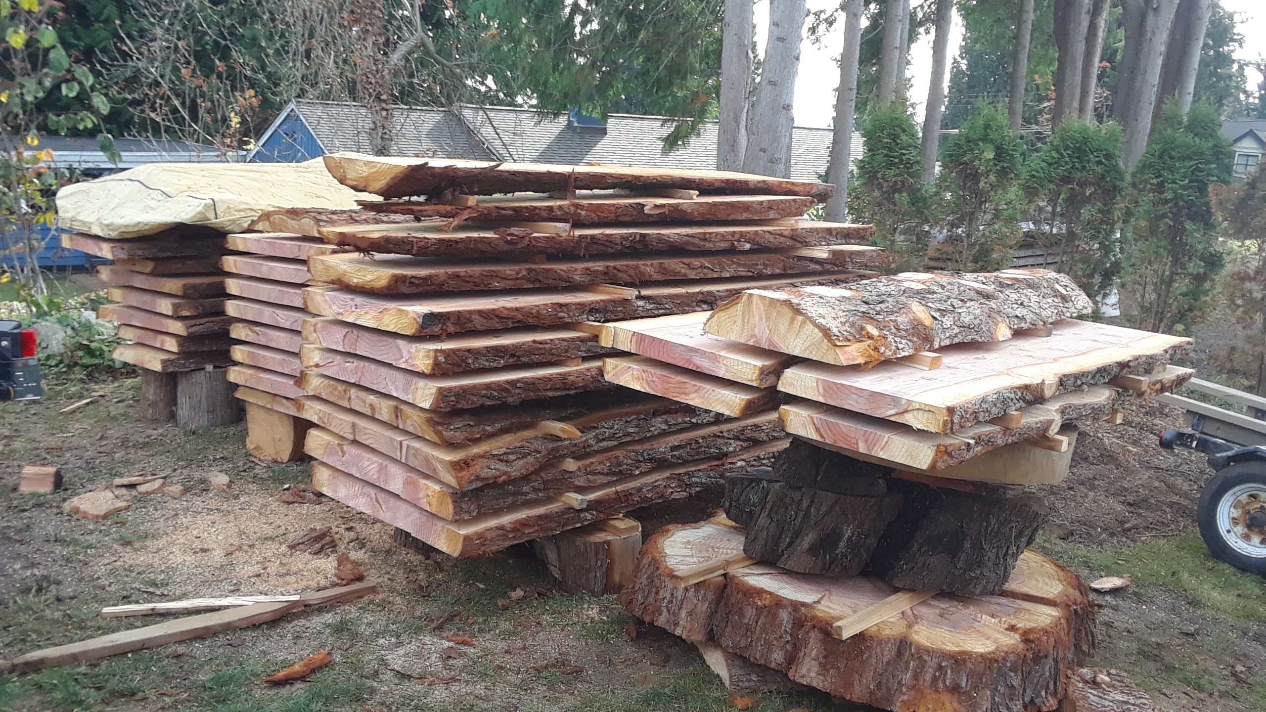 Rare and Special Huge Sequoia Slabs Locally Sourced Dry and Ready - Etsy