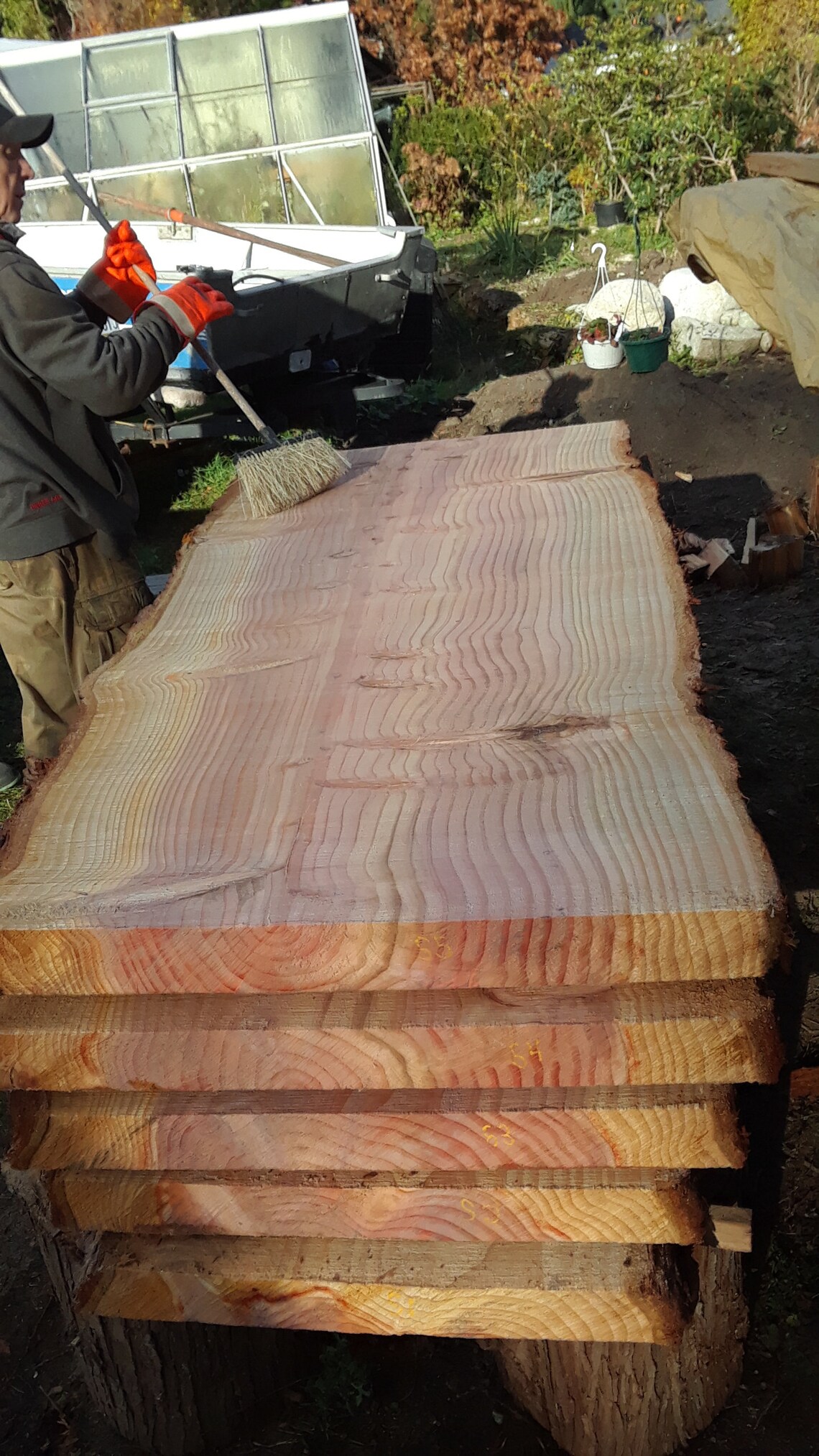 Rare and Special Huge Sequoia Slabs Locally Sourced Dry and Ready - Etsy