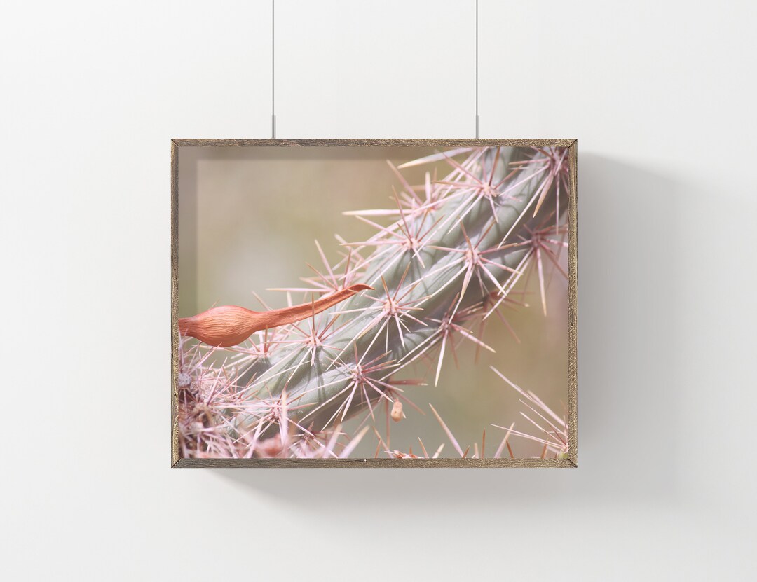 CHOLLA Cactus Downloadable Print,desert Cactus Prints,wall Decor,cactus ...