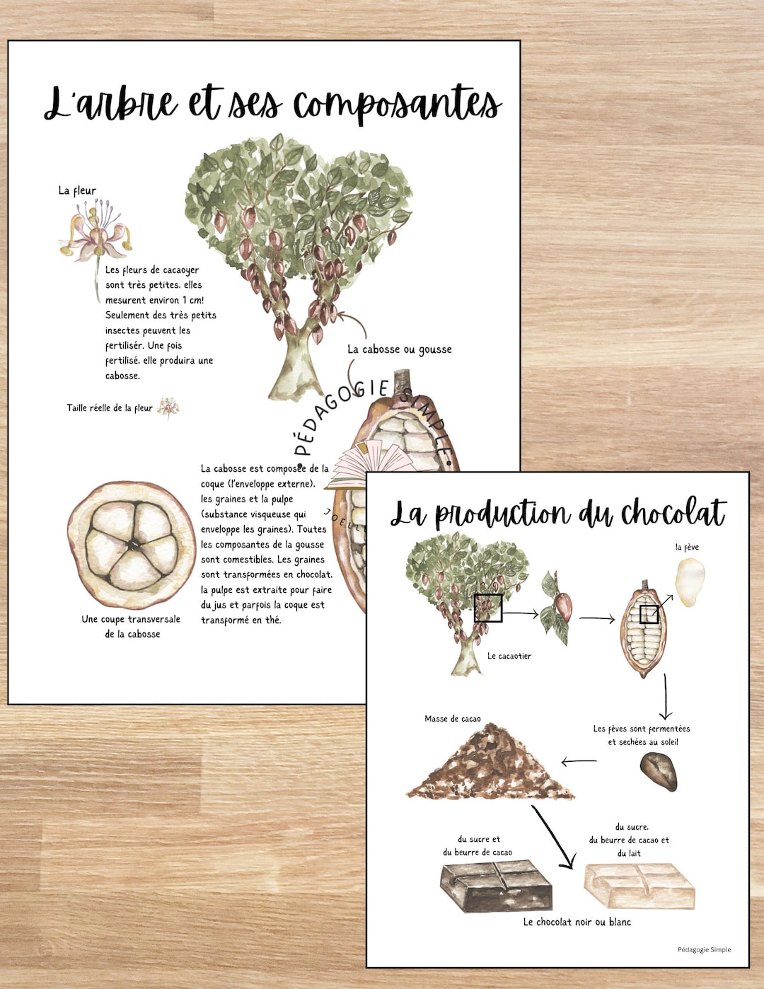 Cycle De Vie Du Cacaoyer Cacao Tree Life Cycle - Etsy