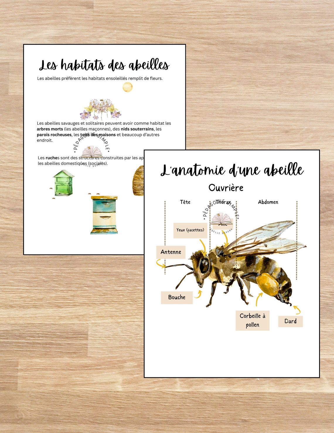 Cycle De Vie Des Abeilles - Life Cycle of Bees - Etsy