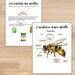 Cycle De Vie Des Abeilles - Life Cycle of Bees - Etsy