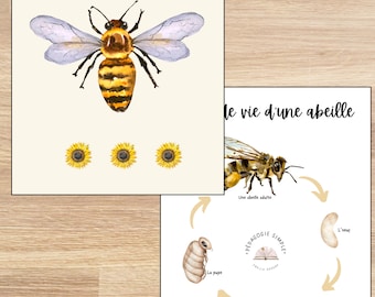 Cycle De Vie Des Abeilles - Life Cycle of Bees - Etsy