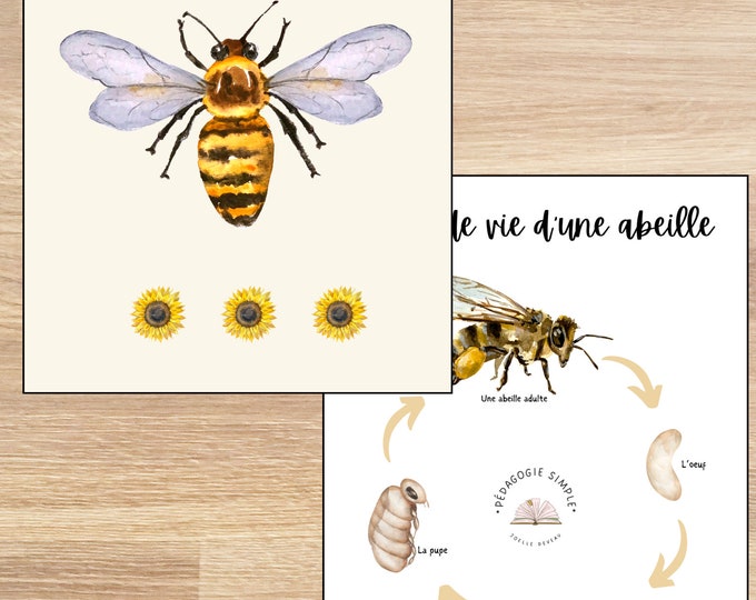 Cycle De Vie Des Abeilles - Life Cycle of Bees - Etsy
