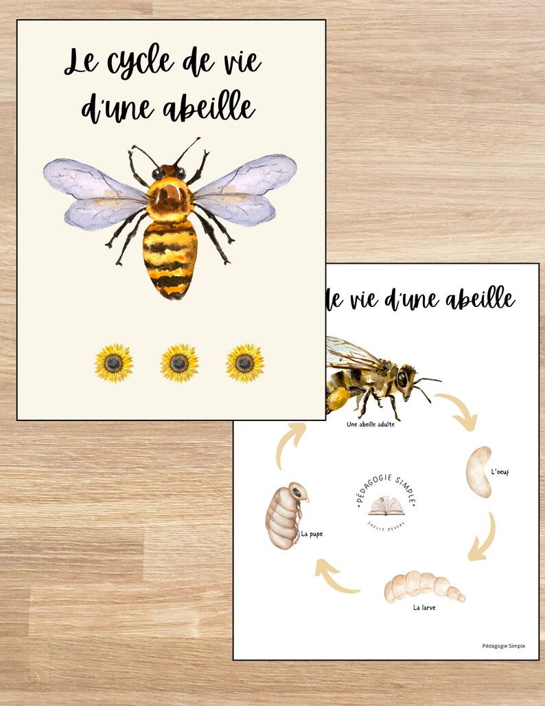 Cycle De Vie Des Abeilles - Life Cycle of Bees - Etsy