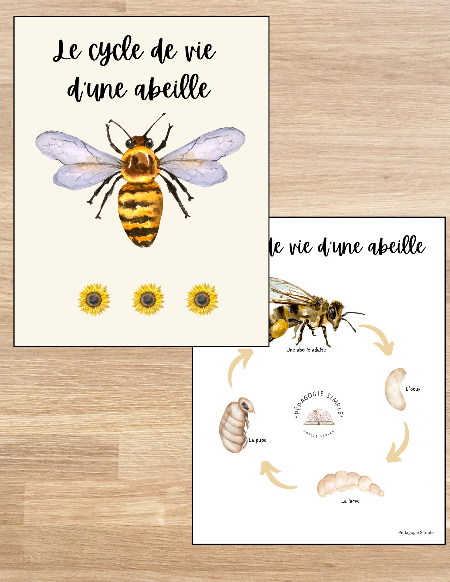 Cycle De Vie Des Abeilles - Life Cycle of Bees - Etsy