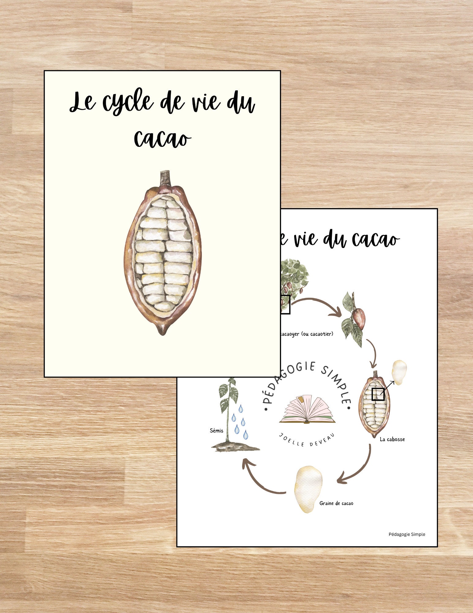 Cycle De Vie Du Cacaoyer - Cacao Tree Life Cycle - Etsy
