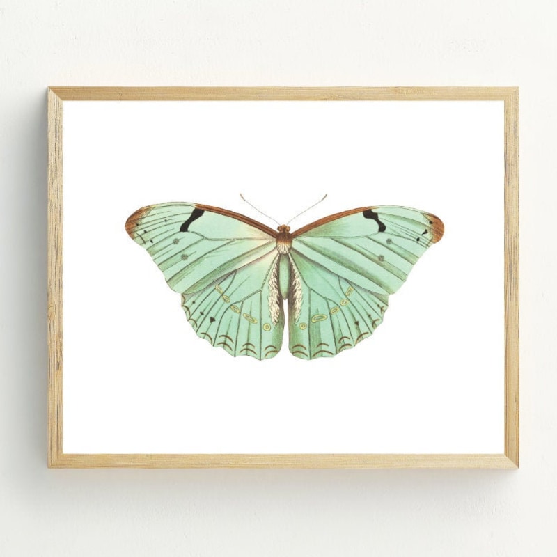 Butterfly 8x10 - Etsy