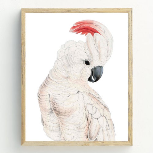 Cockatoo Print Bird Wall Art Cockatoo Printable Digital - Etsy