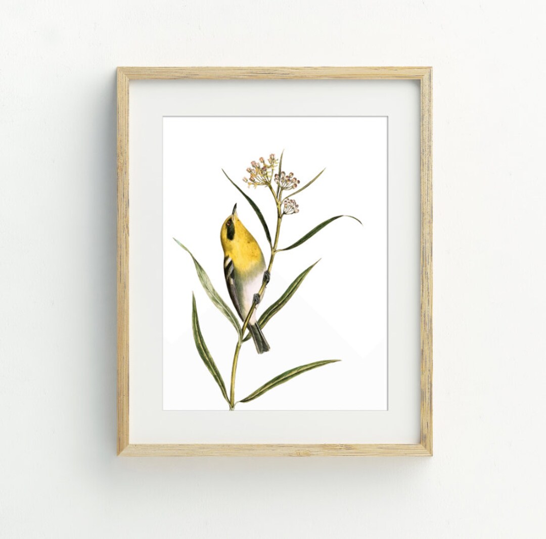 Bird Print, Yellow Wren Print, Vintage Bird Wall Art Digital Download ...