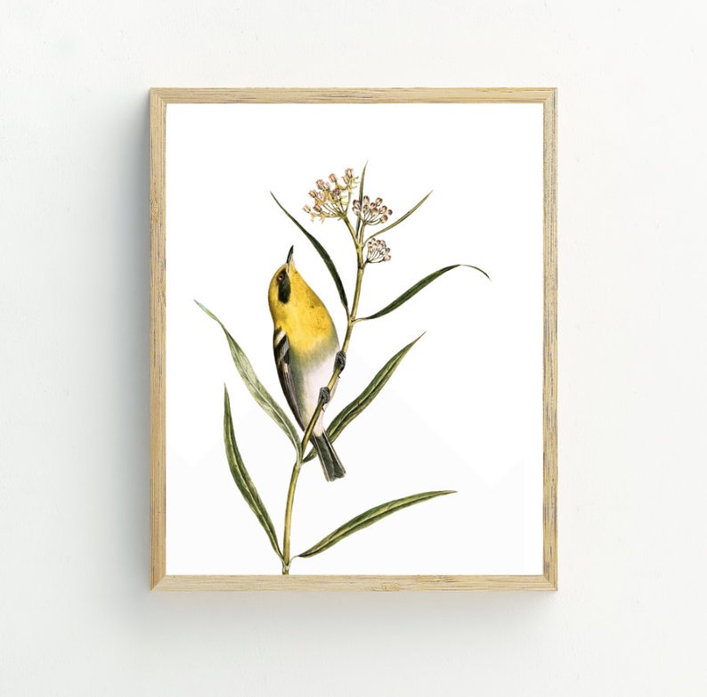 Bird Print Yellow Wren Print Vintage Bird Wall Art Digital - Etsy