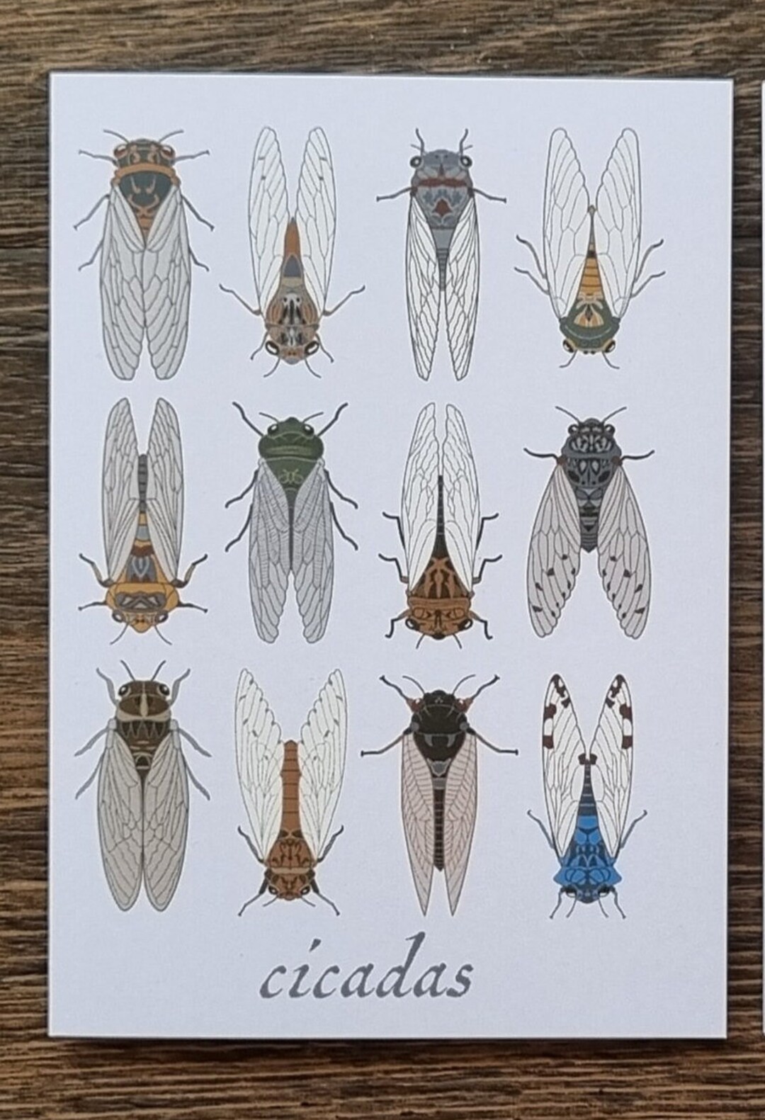 Original Hand Drawn Cicada Whimsical Blank Greeting Cards - Etsy