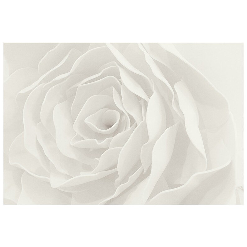 Giant Rose Big Flower Floral Wallpaper Wall Mural One Large - Etsy