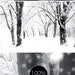 Snow Trees Winter Trees Wallpaper Wall Mural Birch With Snow - Etsy