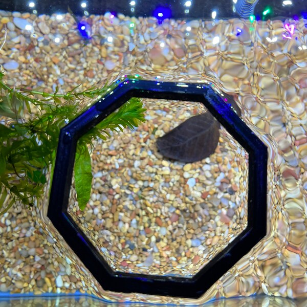 Aquarium Floating Ring - Etsy