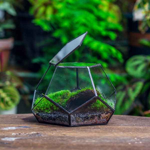 Moss Ball Terrarium - Etsy