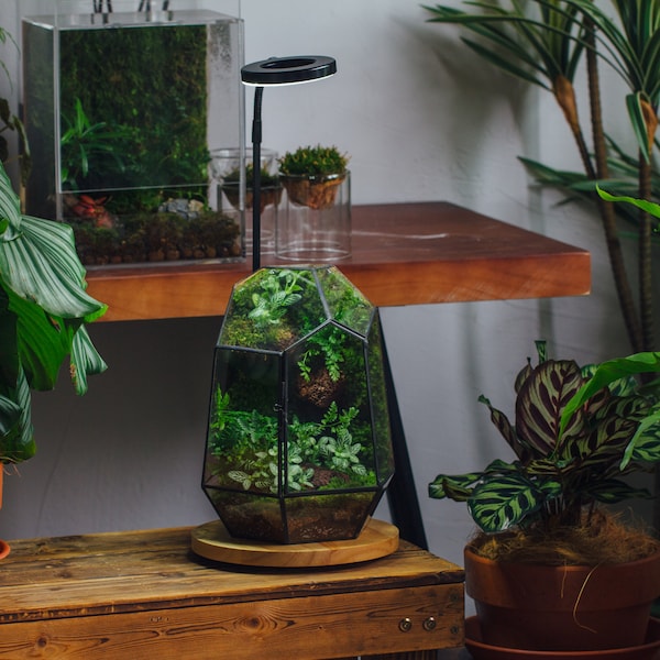 Terrarium Stand - Etsy