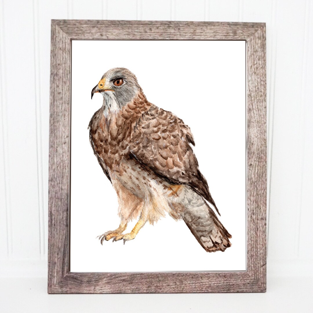 Hawk Art Print | Watercolor Hawk | Animal Art | Nursery Art | Bird Art ...