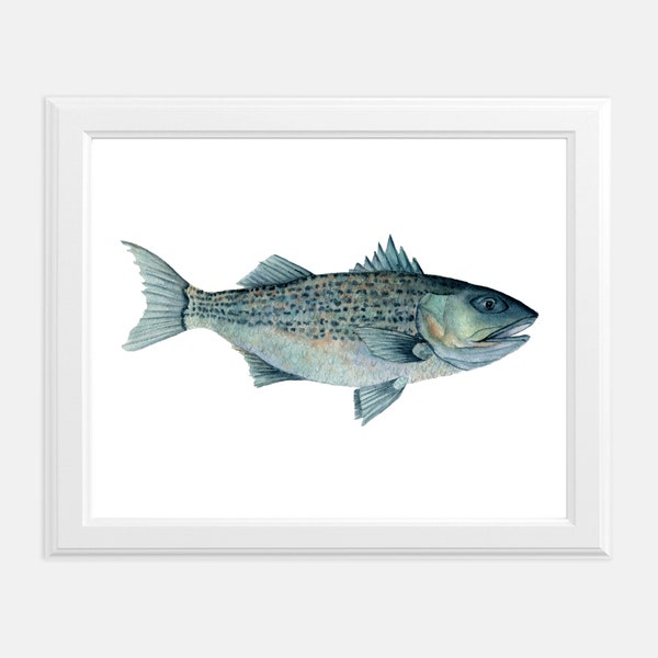 Watercolor Paintings of Bass Fish - Etsy