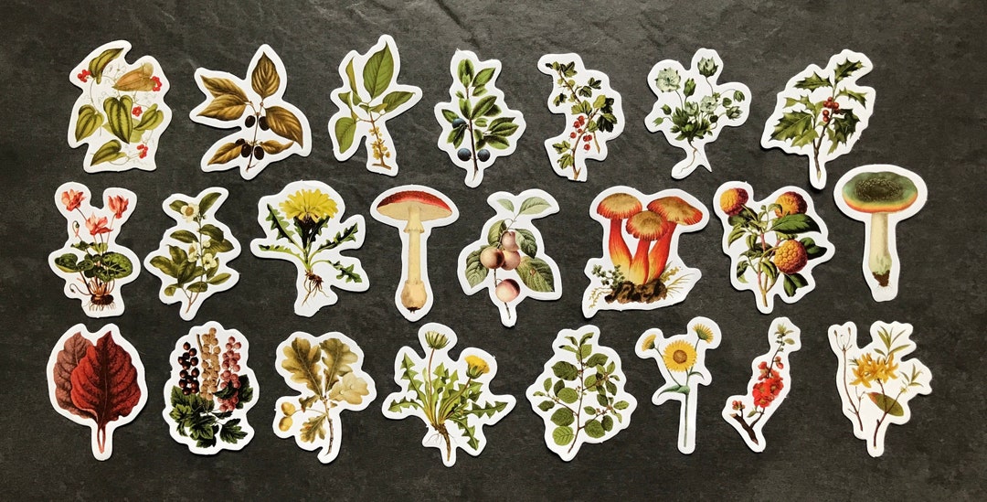 Plant Stickers Botany Stickers Autumn Stickers Autumnal - Etsy