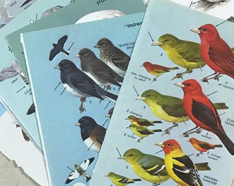 Bird Field Guide | Etsy