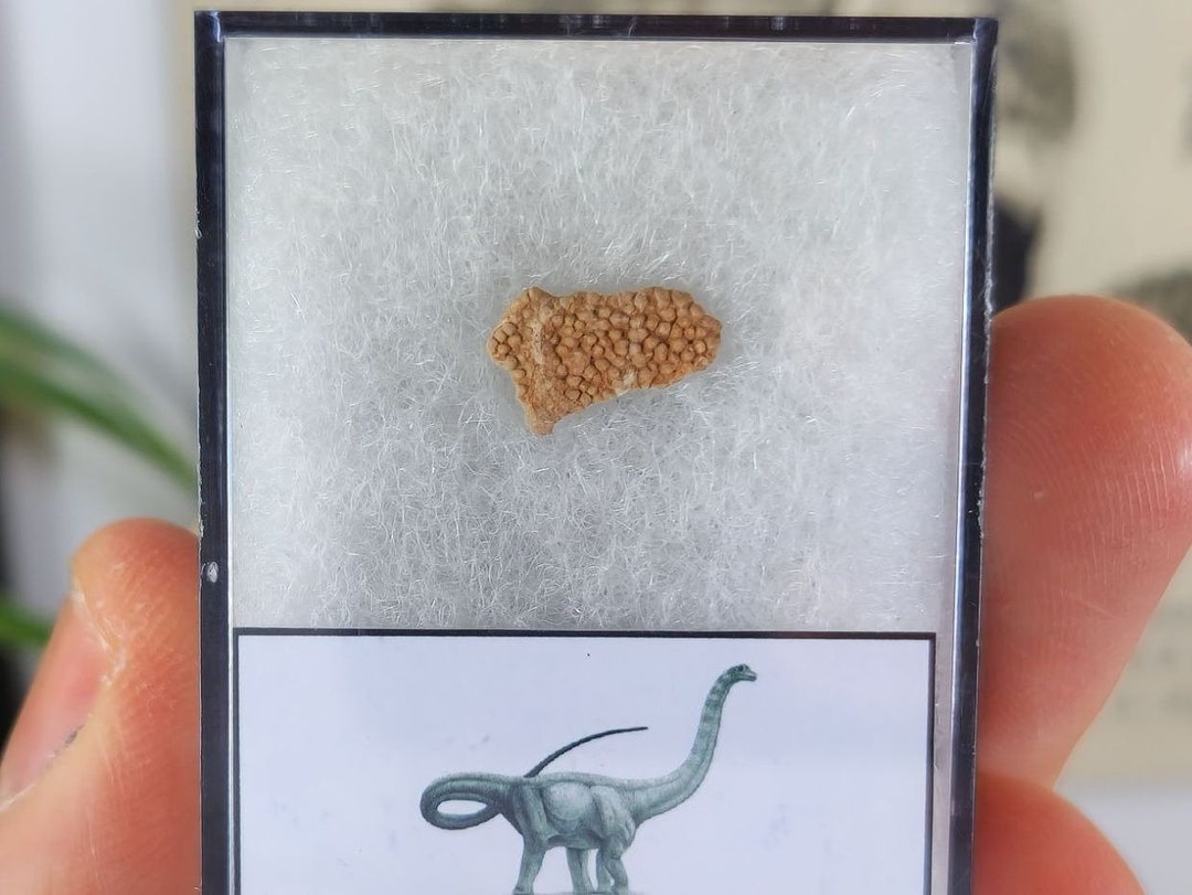 Hypselosaurus Sauropod Eggshell 09 / Dino Fossils UK Real - Etsy