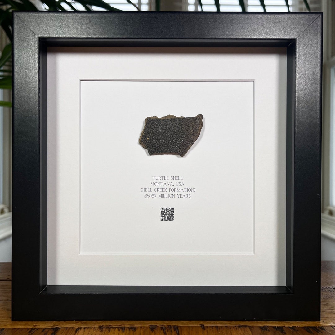 Turtle Shell Fossil in Frame dino Fossils UK: Framed Fossil Collection ...