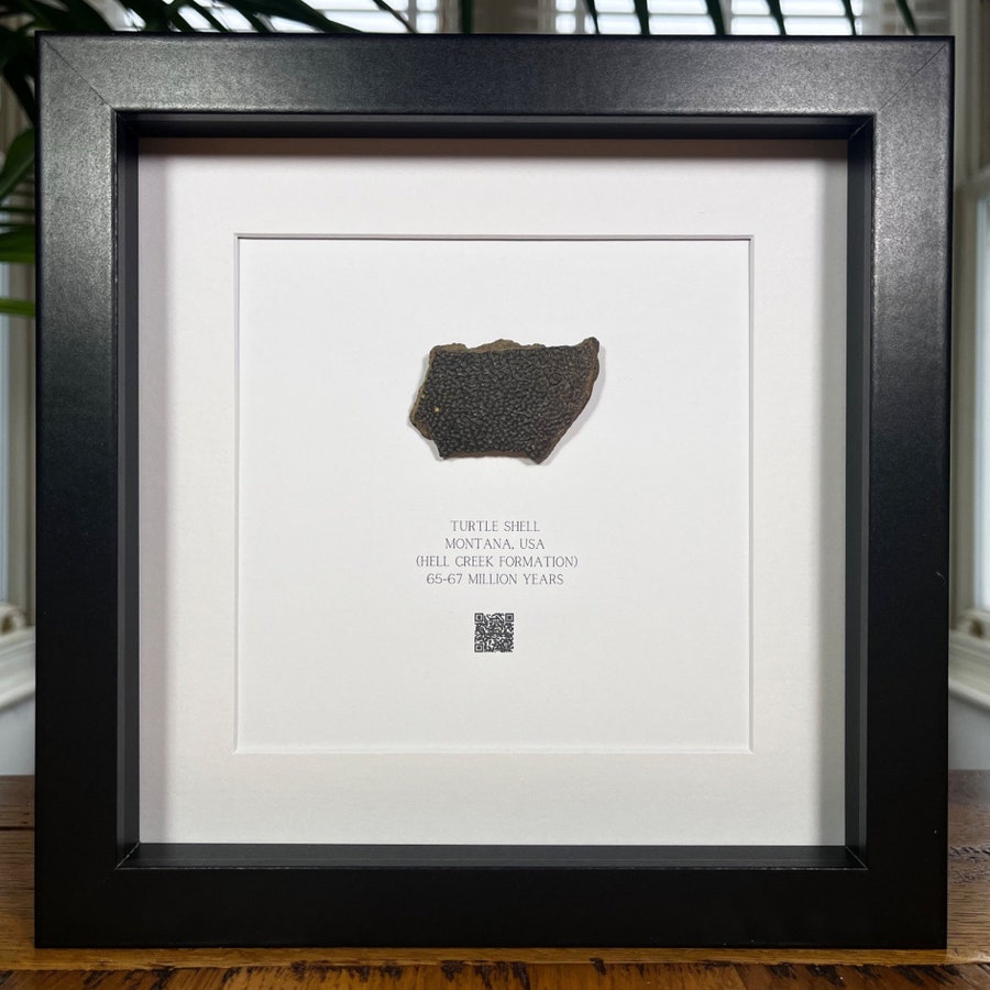 DinoFossilsUK - Etsy UK