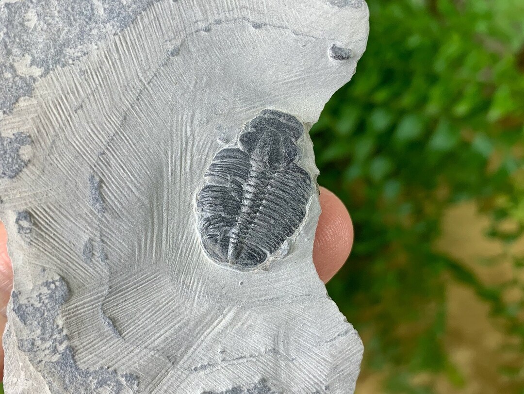 Elrathia Kingi Trilobite 02 / Dino Fossils UK Real Fossils - Etsy
