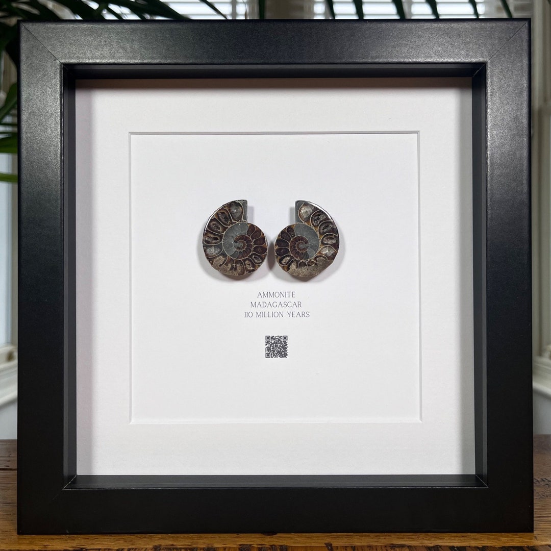 Ammonite in Frame dino Fossils UK: Framed Fossil Collection A Fossil ...