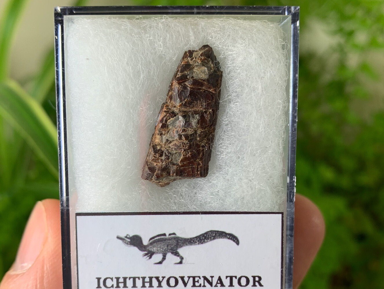 Ichthyovenator