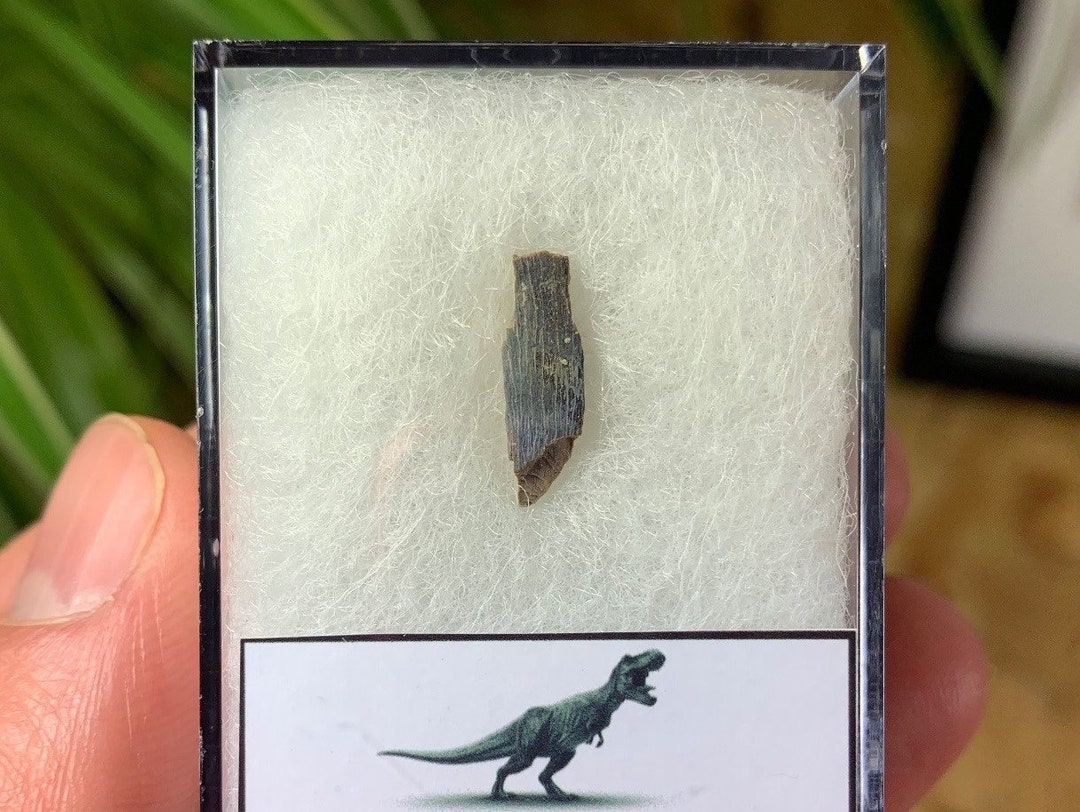 Tyrannosaurus Rex Tooth Shard 05 / Dino Fossils UK Real - Etsy
