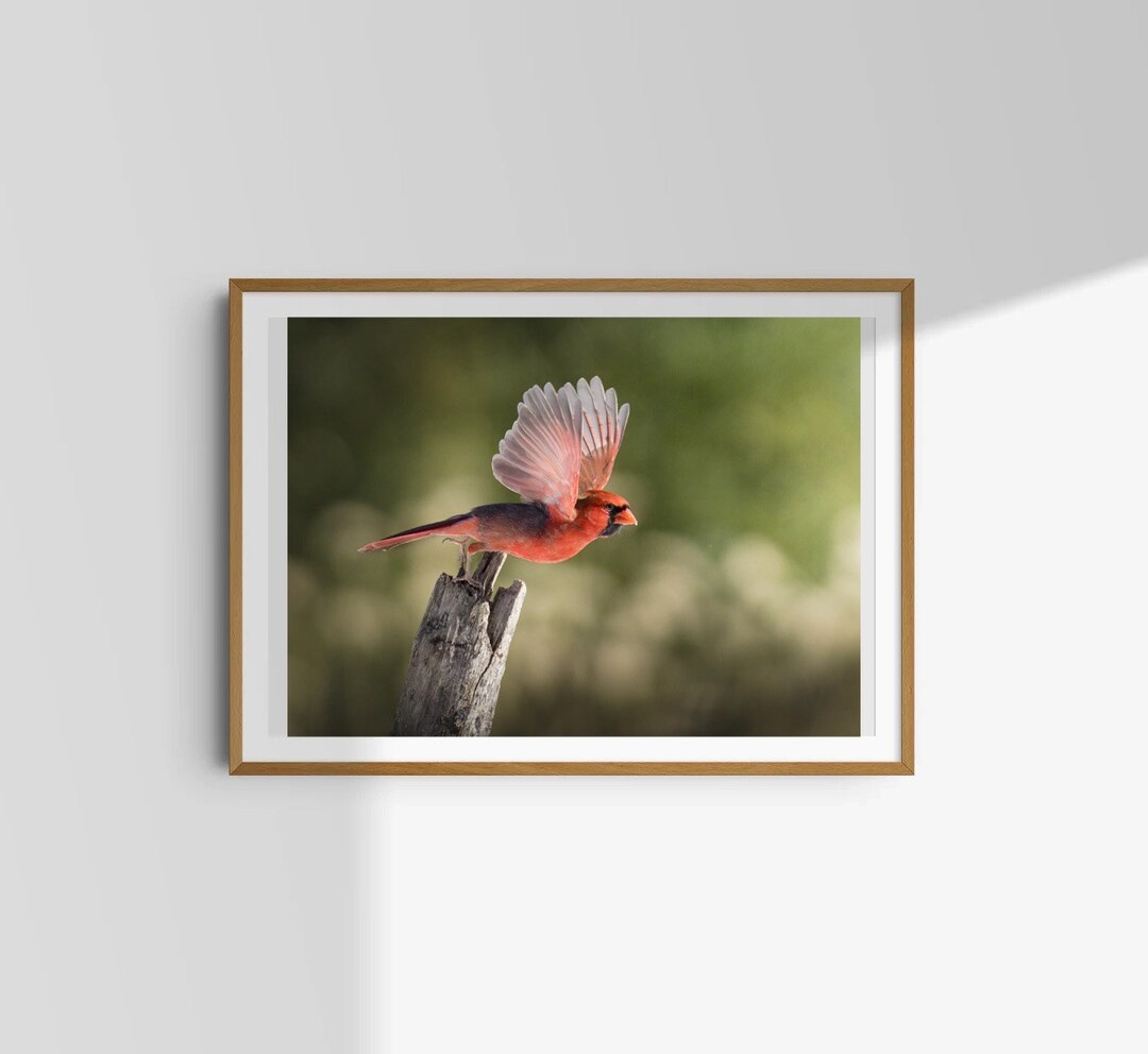 Flying Cardinal, Wall Art, Frameable Photo, 8x12, Wildlife Photo, Bird ...
