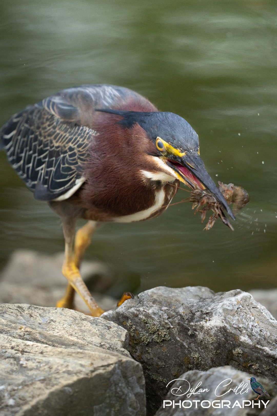 Green Heron Eating a Crawfish, Bird, Photography, Wall Art, Wildlife ...