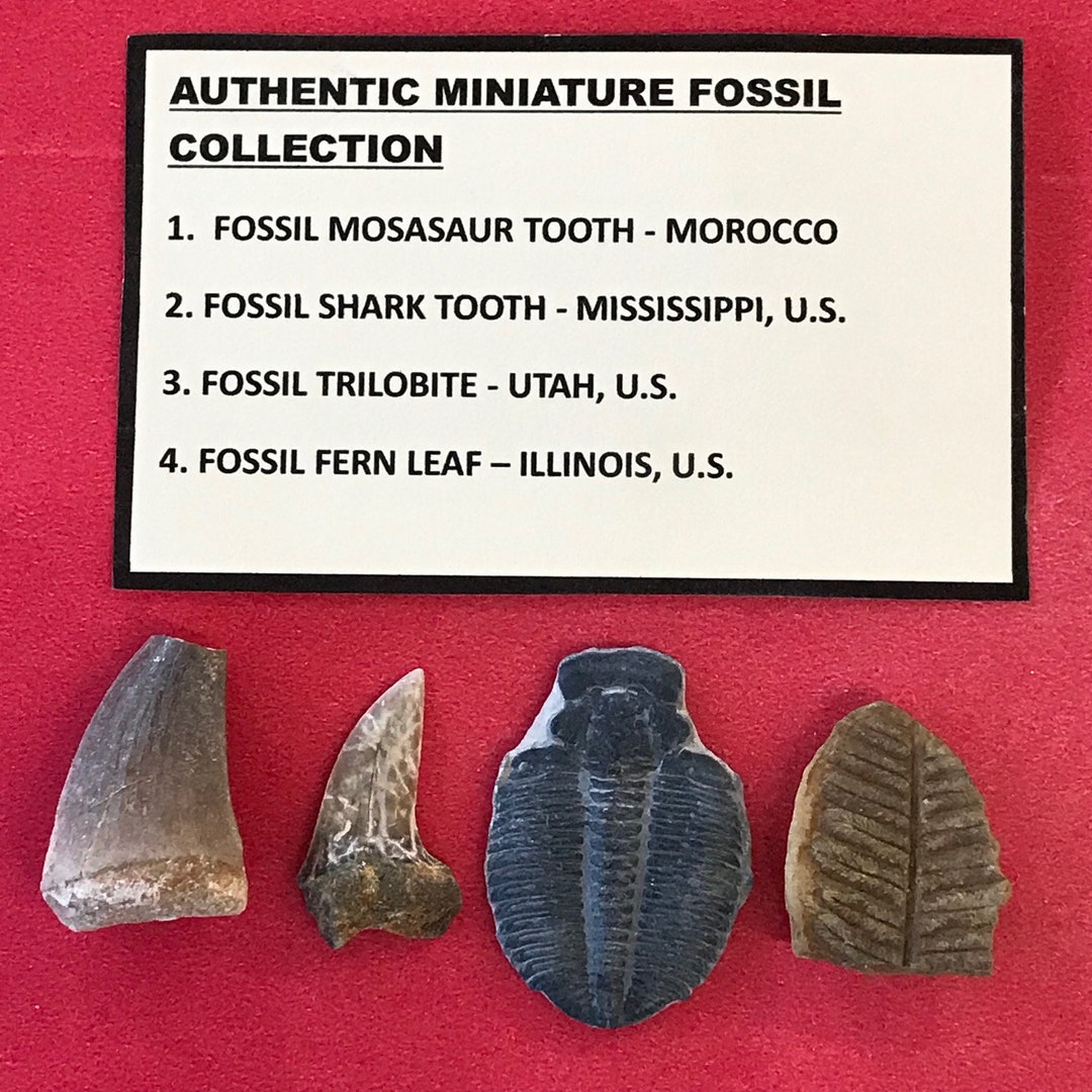 6307, Lot of 4, Fossils, Dinosaur Tooth, Shark Tooth, Trilobite, Fern ...