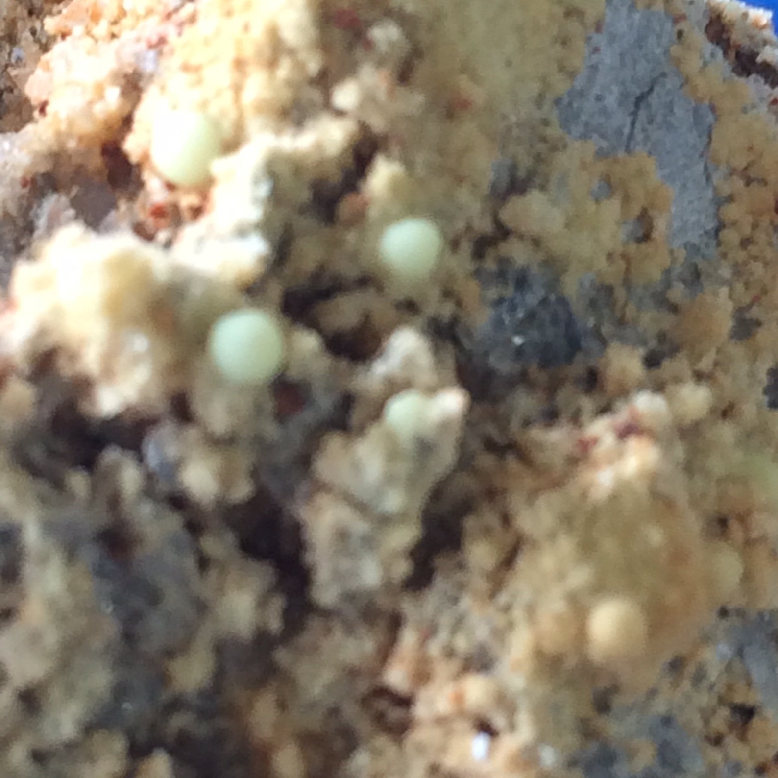 Planerite, Display Specimen, Green, Yellow Crystals, Arkansas Specimen ...