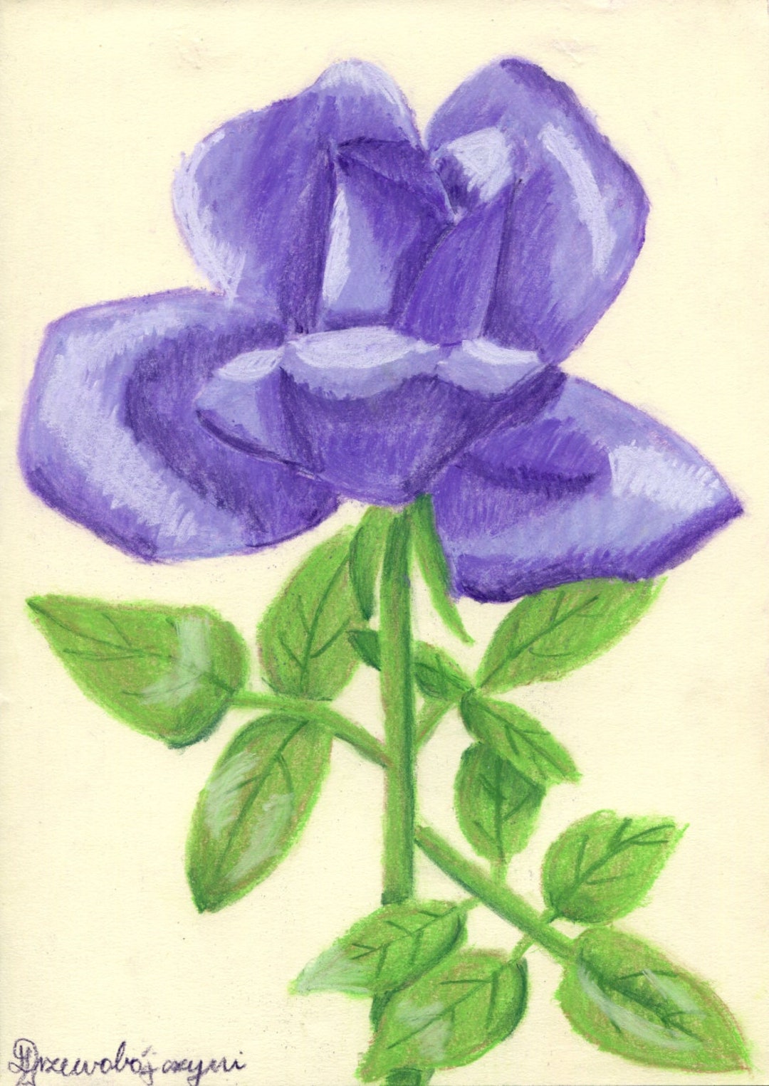Soft Pastel Summer Flower Drawing Lavender Rose Plant - Etsy