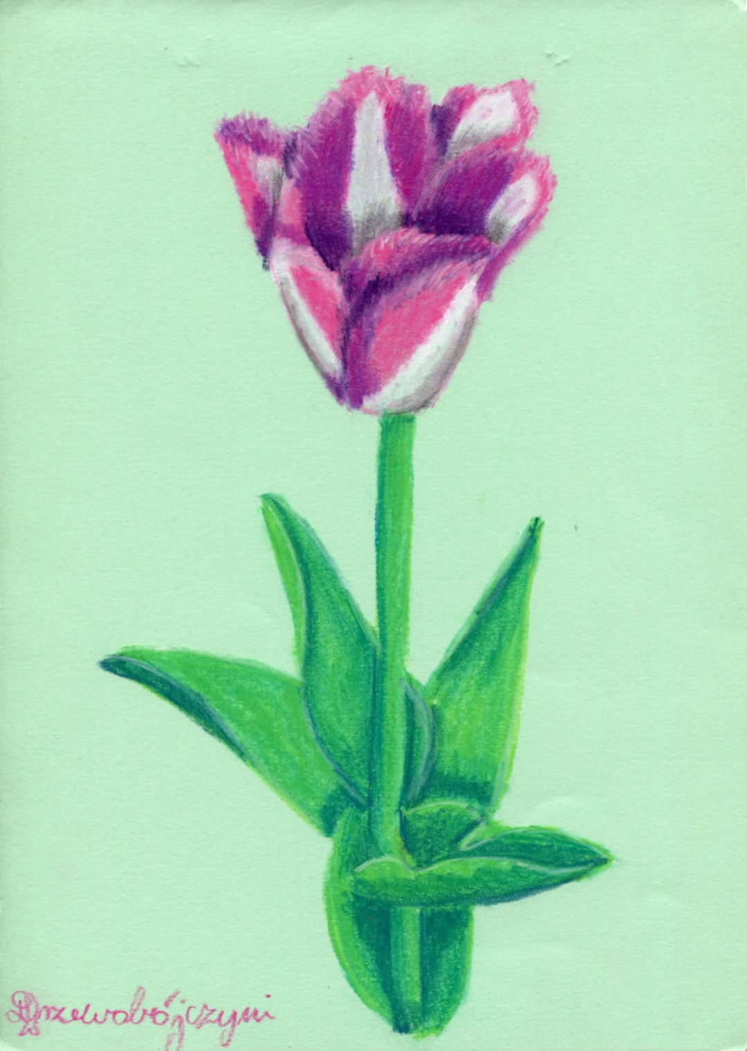 Soft Pastel Pink Spring Flower Drawing, Garden Tulip Plant Illustration ...