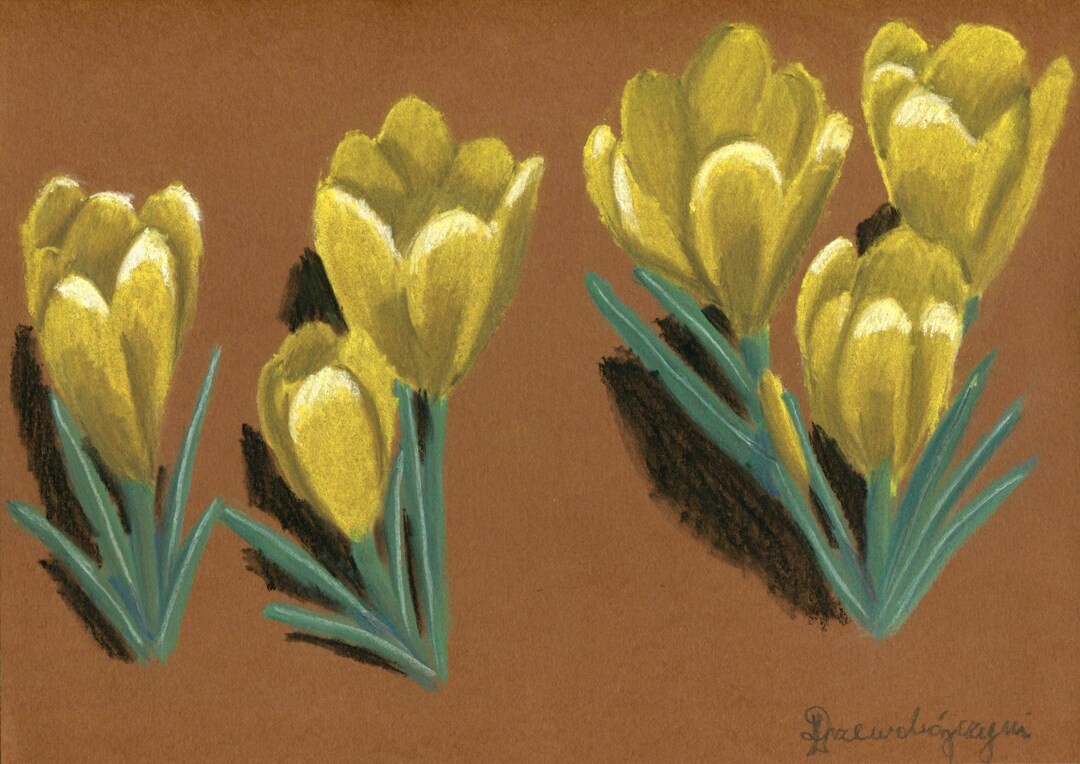 Soft Pastel Yellow Spring Flower Drawing, Crocus Flavus Plant ...