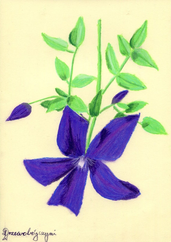 Clematis Flower Drawing