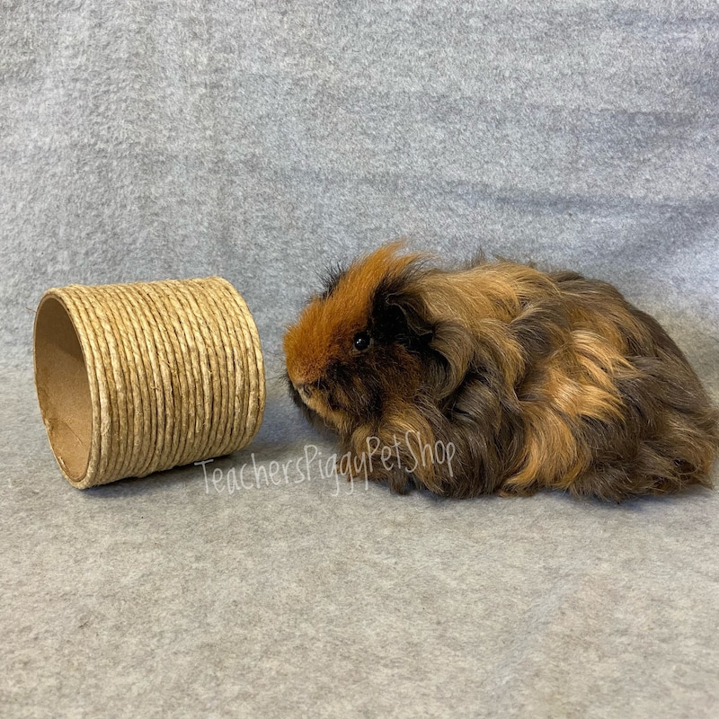 Rabbit Tunnel - Etsy