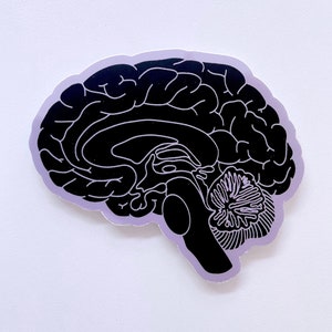 BRAIN STICKER Vinyl Neuroscience Anatomy Sticker, Waterproof Brain ...